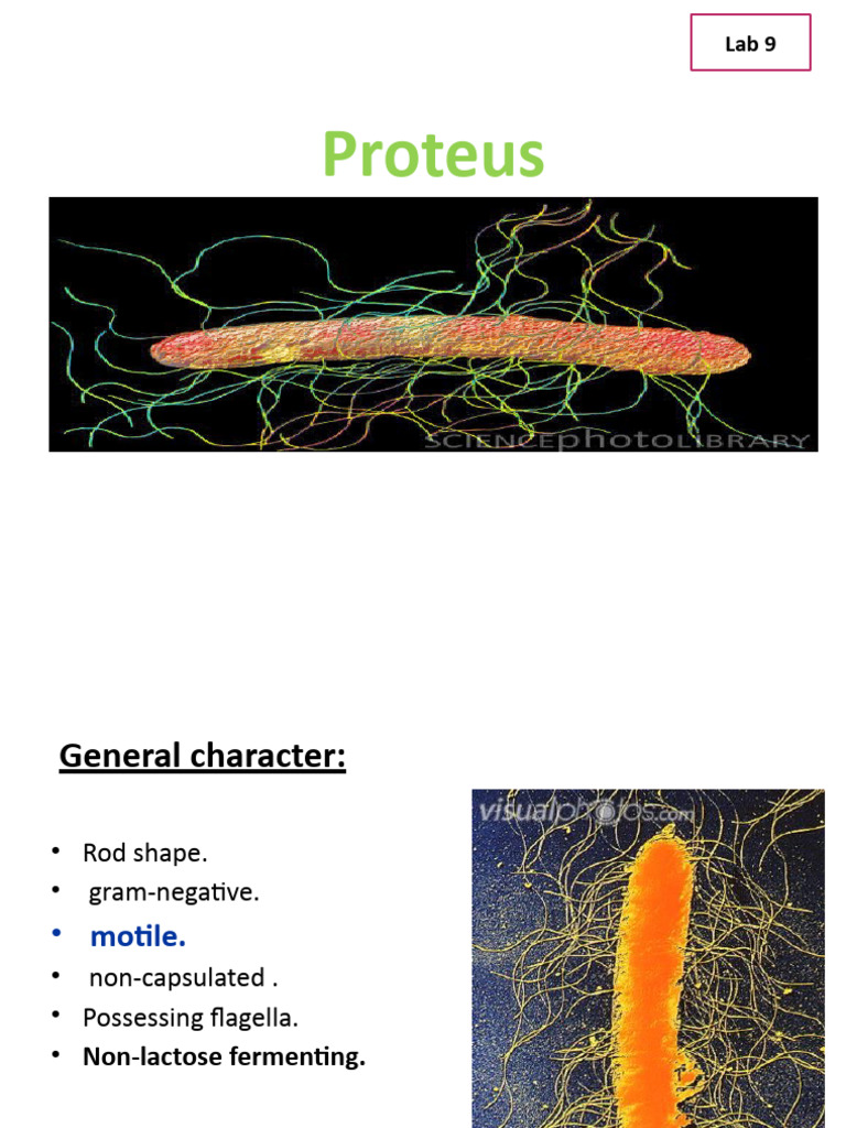 Proteus Pseudomonas | PDF | Pseudomonas Aeruginosa | Prokaryote