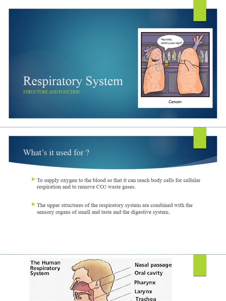 3 - Respiratory System | PDF | Respiratory Tract | Lung