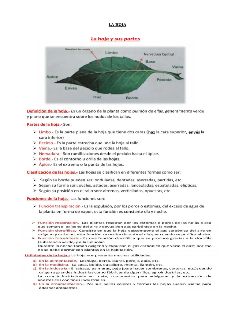 LA HOJA Y SUS PARTES | PDF