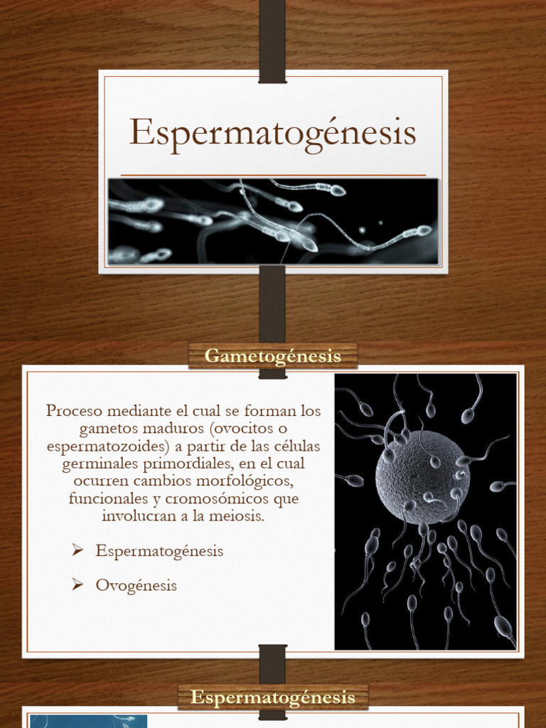 Proceso de Espermatogénesis y Meiosis | PDF | Mitosis | Biología Celular