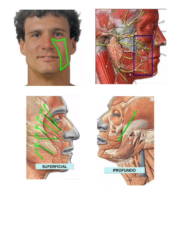 Region Geniana | PDF