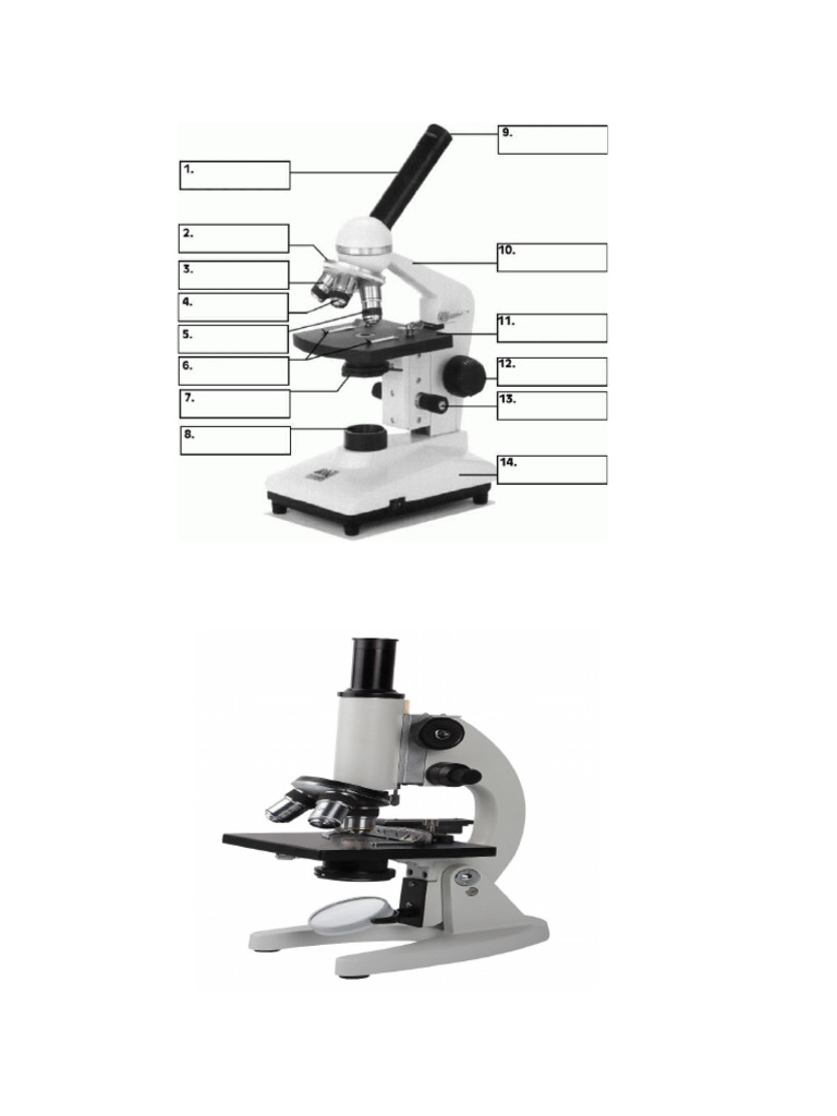 Microscope | PDF