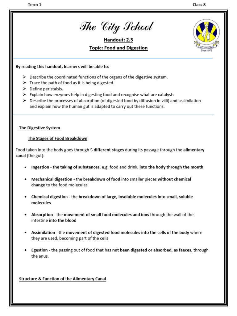 Handout | Download Free PDF | Digestion | Small Intestine
