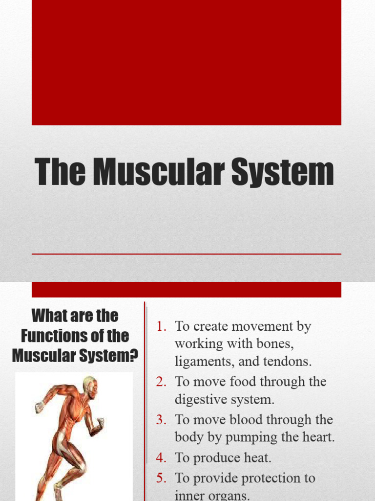 Muscular System | PDF | Muscle | Organ (Anatomy)