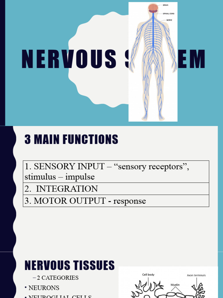 Nervous System | PDF