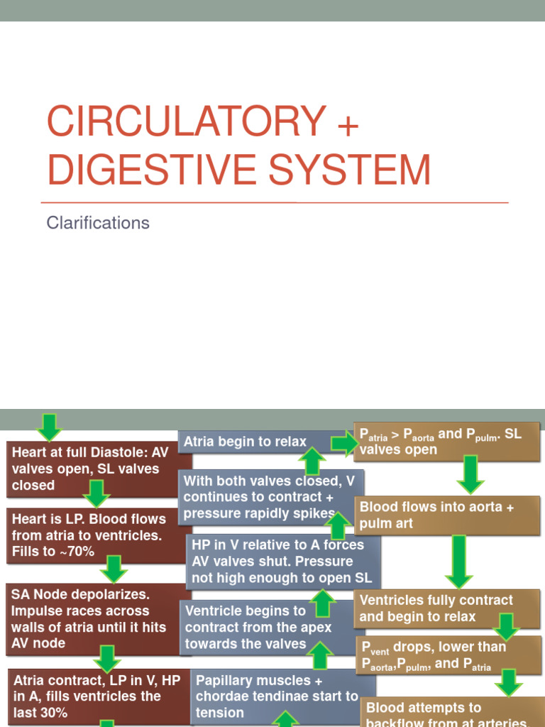 Circulatory + Digestive System Final Clarifications END OF SAME UNIT ...