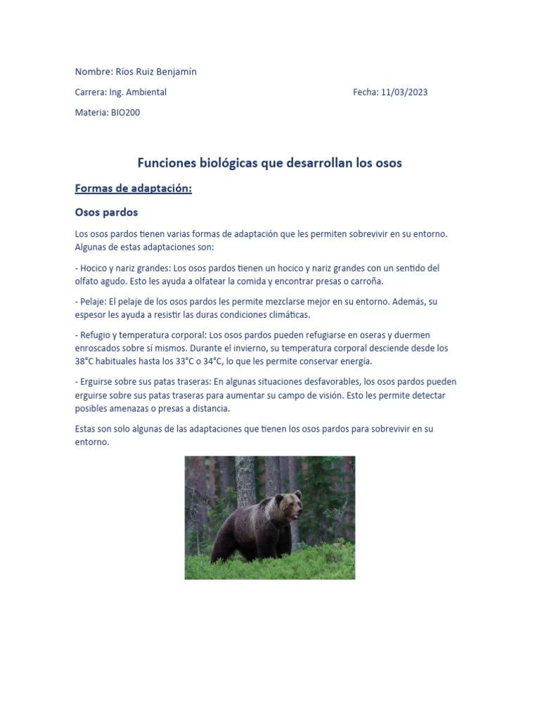 Adaptaciones de osos: polar, pardo y panda | PDF | Osos | Oso polar