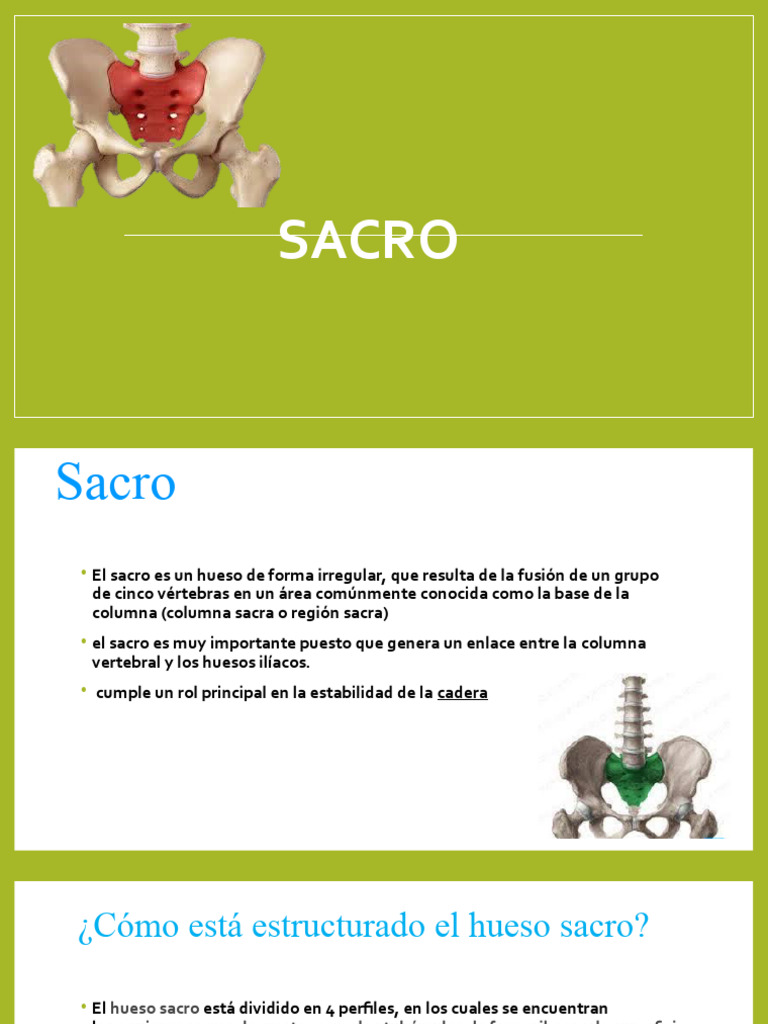 Funciones y Estructura del Sacro | PDF | Pelvis | La columna vertebral