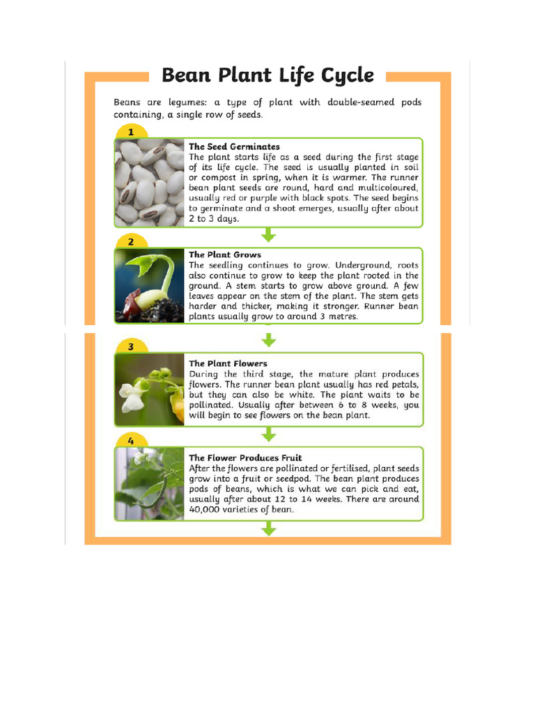 Bean Plant Life Cycle Reading Comp | PDF