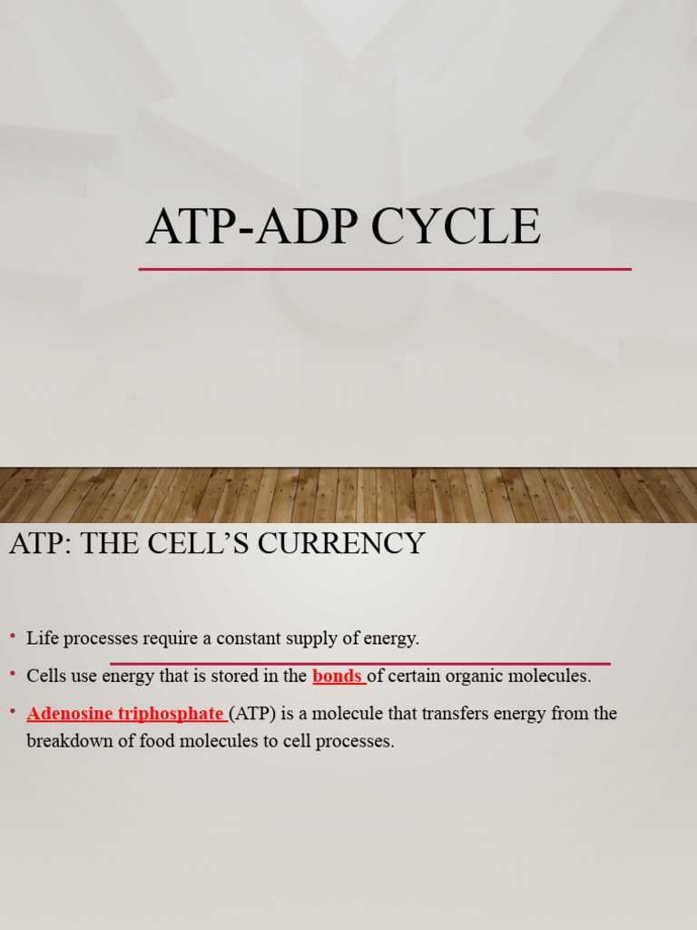 ATP_ppt | PDF | Adenosine Diphosphate | Adenosine Triphosphate