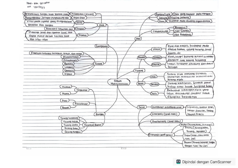 Mindmaping Sistem Muskuloskeletal | PDF