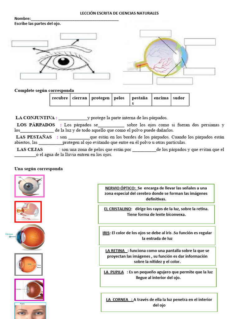 Las Partes Del Ojo | PDF