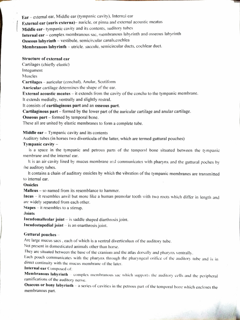 Ear (Anatomy) | PDF | Ear | Human Anatomy