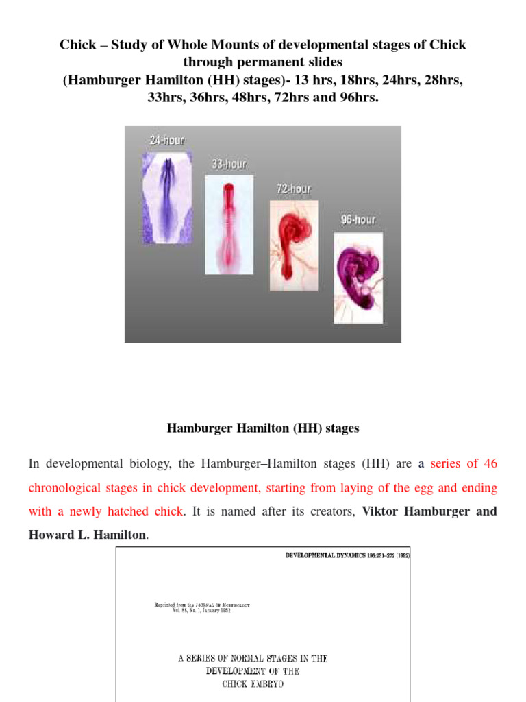 Exp. 3 Chick Developmental Stages Part 1 | PDF | Morphology (Biology ...