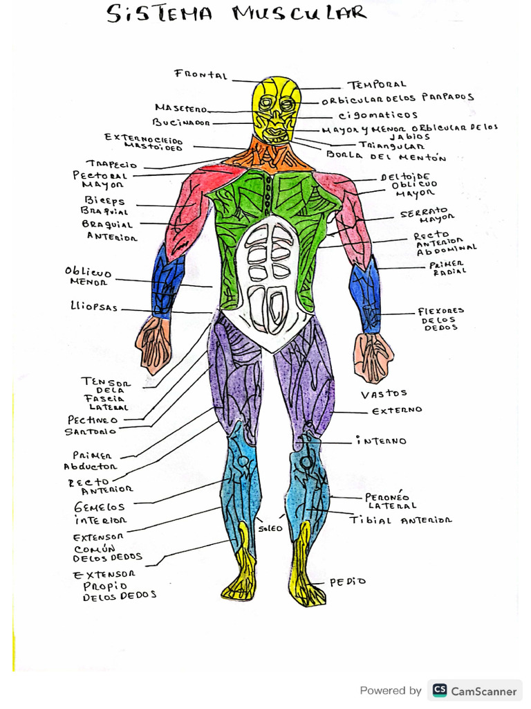 Dibujo Del Sistema Muscular | PDF