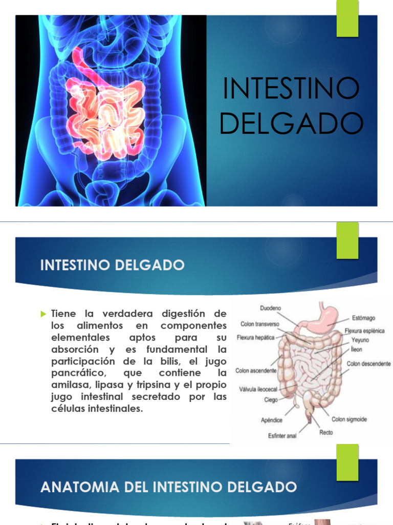 Expo Transito Intestinl | PDF | Tracto gastrointestinal | Digestión