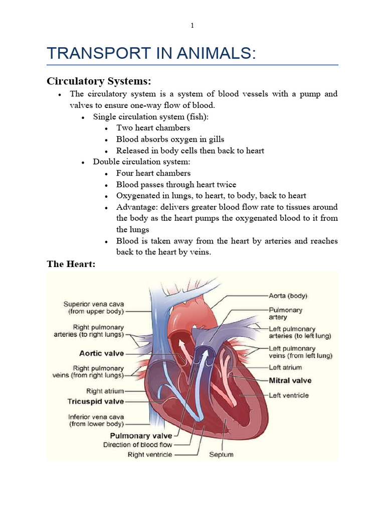 TRANSPORT IN ANIMALS | PDF | Heart Valve | Heart