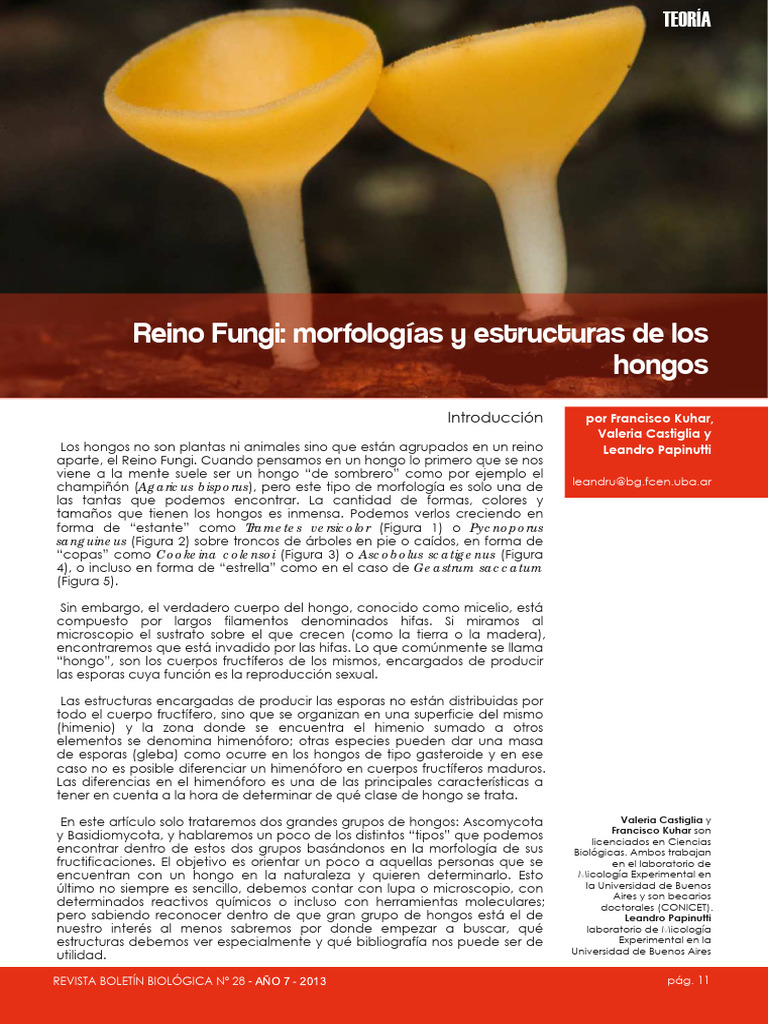 Reino_Fungi_morfologias_y_estructuras_de | PDF | Hongo | Organismos
