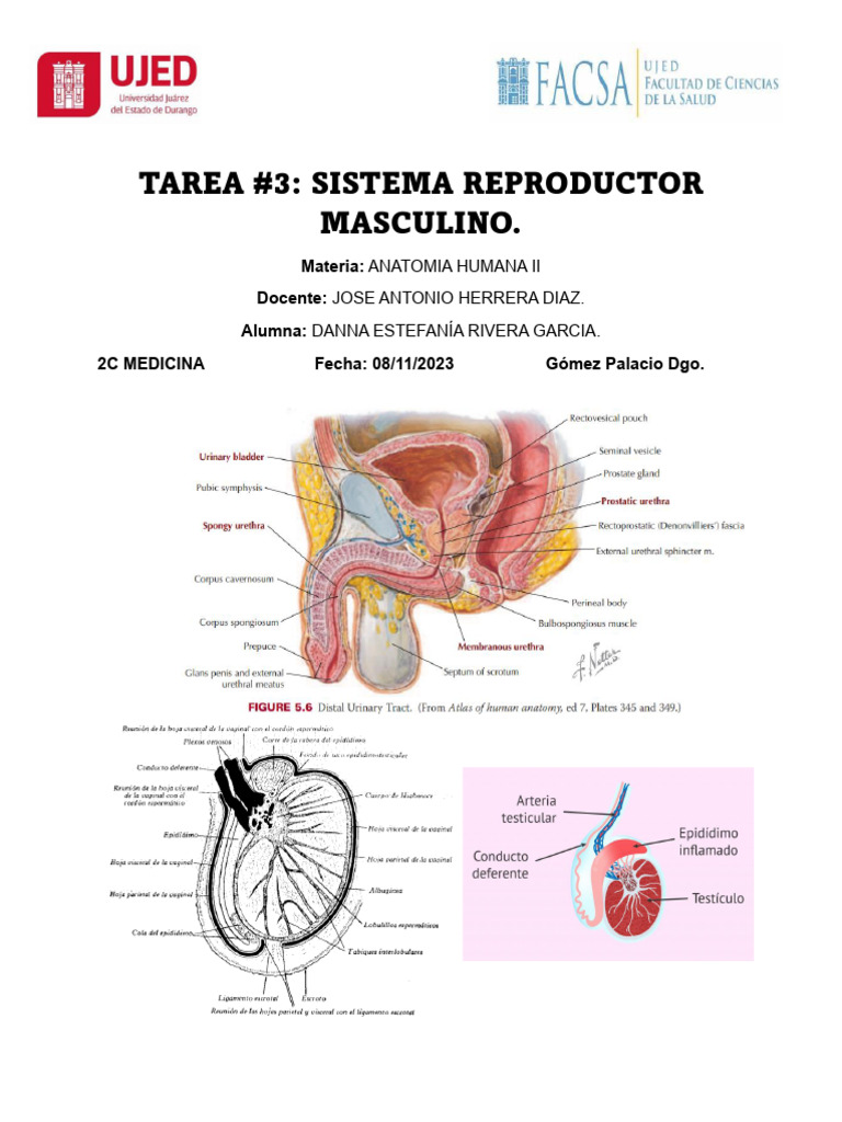 TAREA 3. ANATOMIA II. Danna Estefanía Rivera García.2C. | PDF | Semen | Próstata
