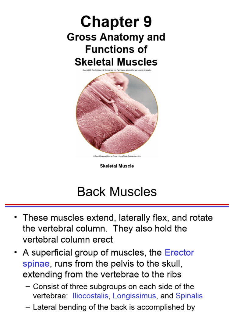 Muscular System Gross Ana Part2 | PDF | Human Leg | Anatomical Terms Of Motion