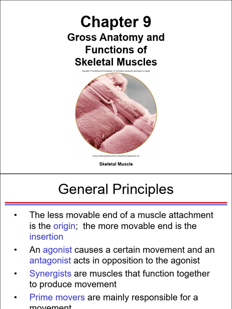 Muscular System Gross Ana Part1 | PDF | Lever | Musculoskeletal System