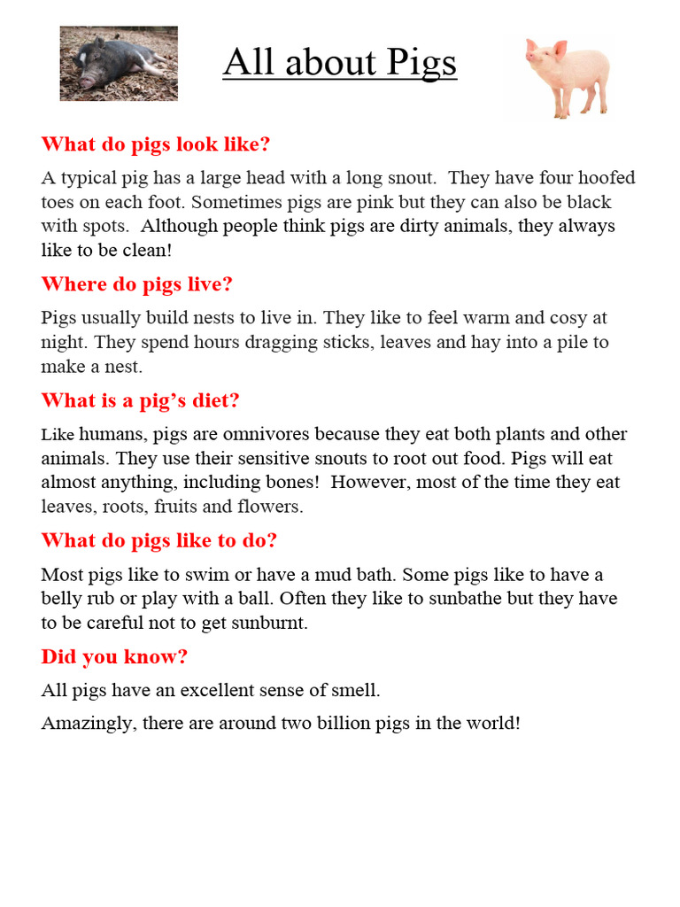 All About Pigs | PDF