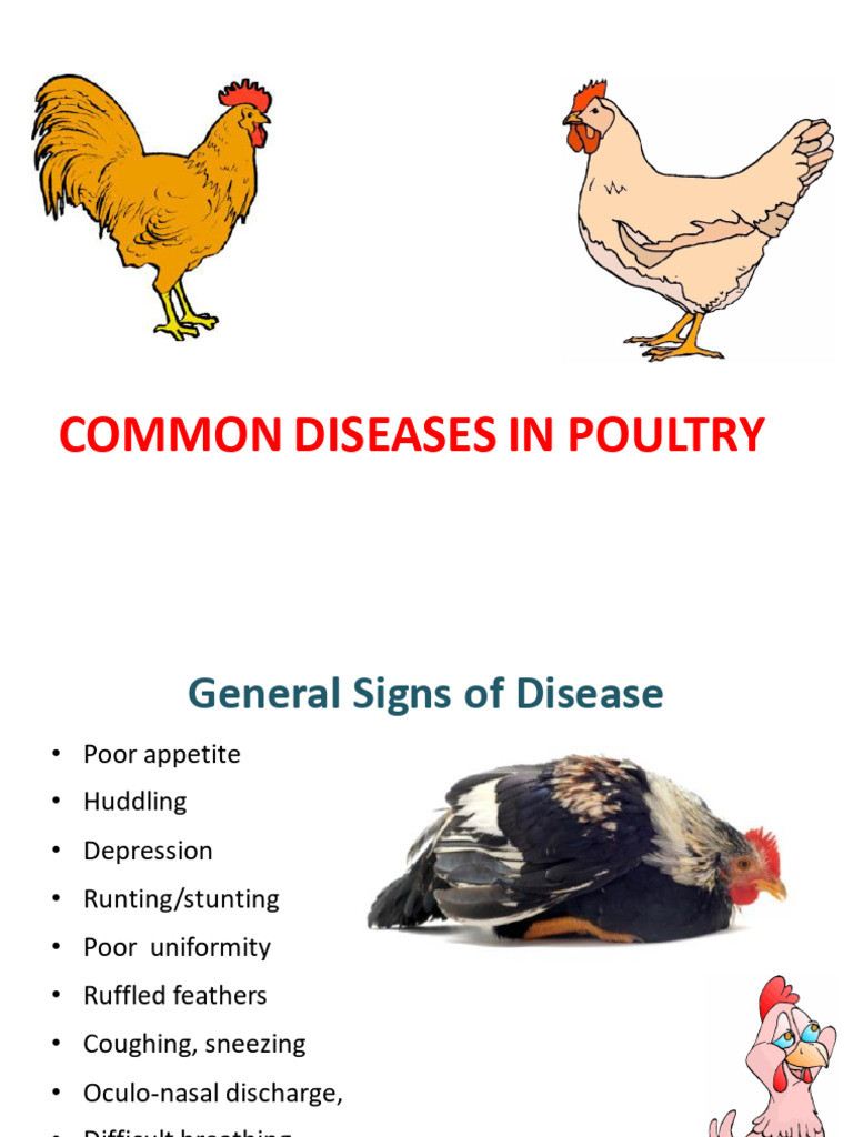 Poultry Disease | PDF | Medical Specialties | Diseases And Disorders