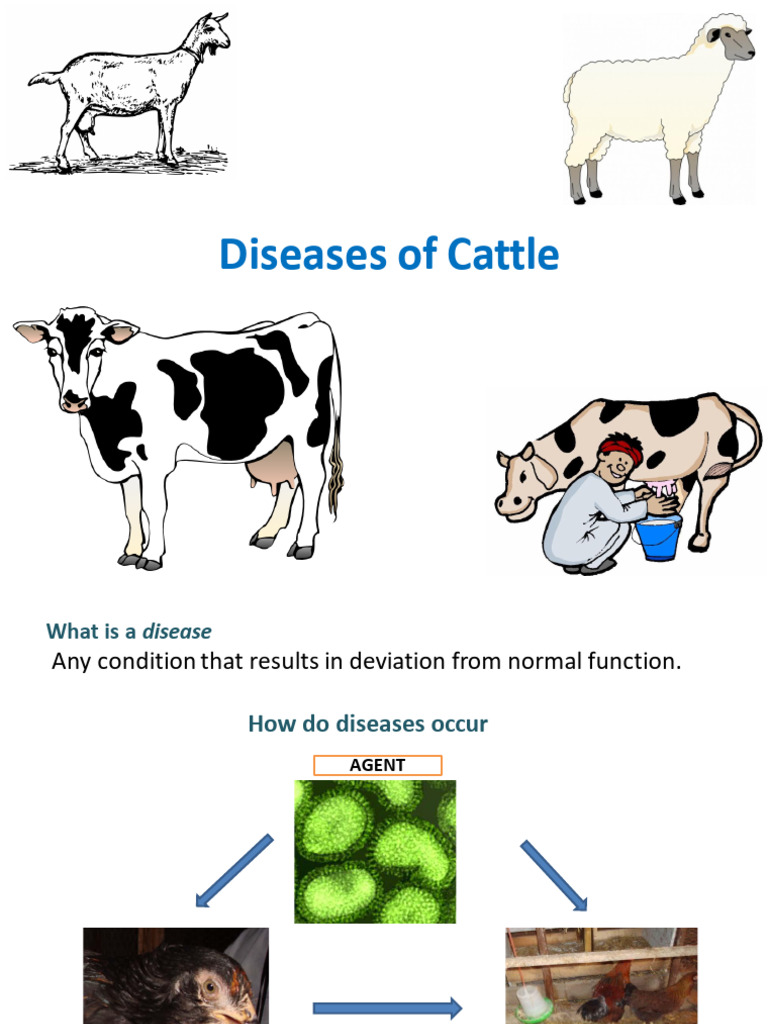 6. Disease of Cattle[1] | PDF | Cattle | Infection
