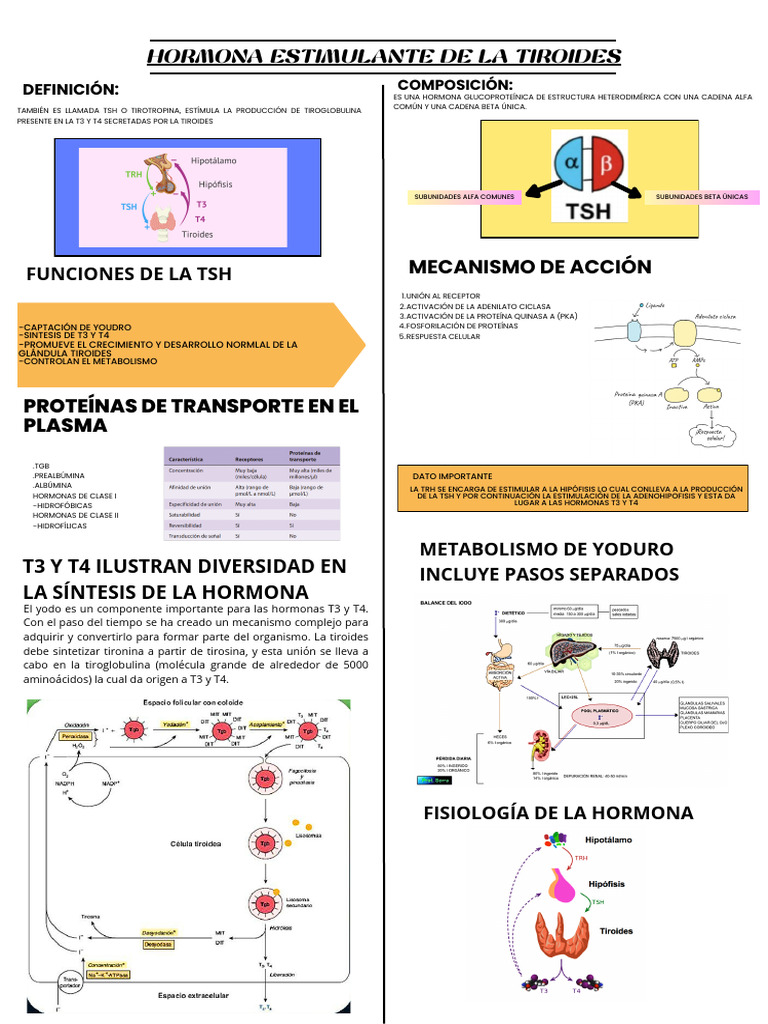Hormona Estimulante de La Tiroides | PDF | Hormona estimulante de la tiroides | Biología Celular