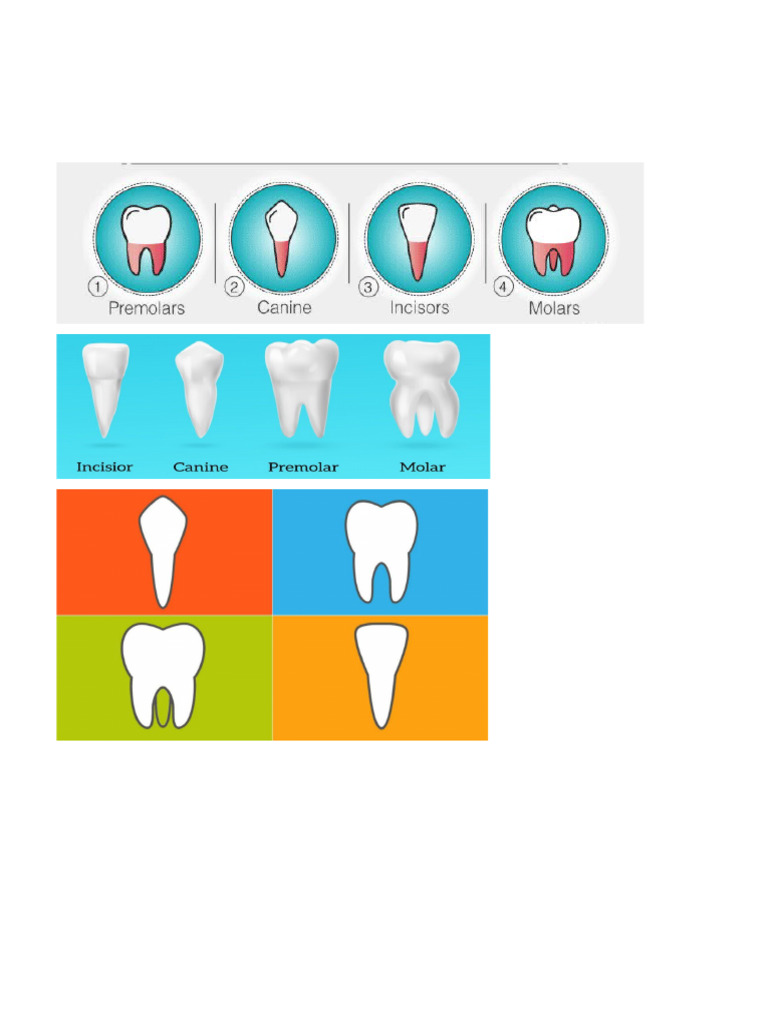 Teeth | PDF