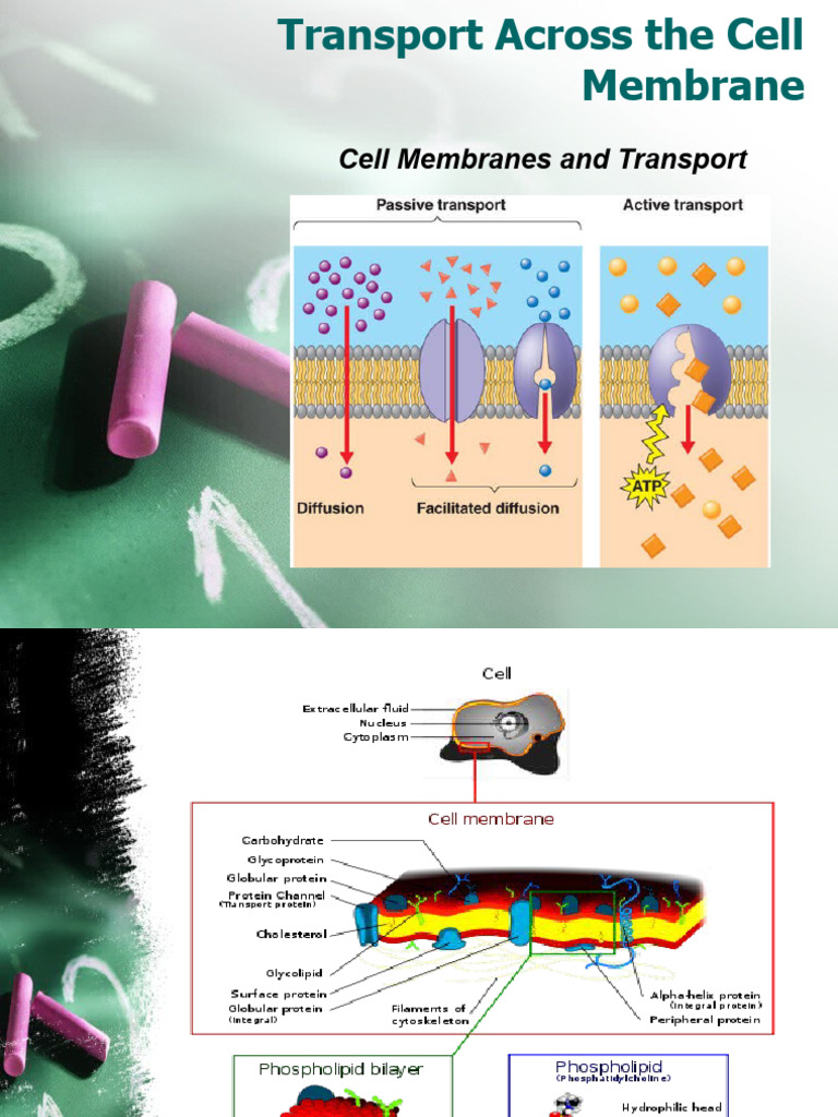 Cell Membrane Transport Mechanisms | PDF | Cell Membrane | Osmosis