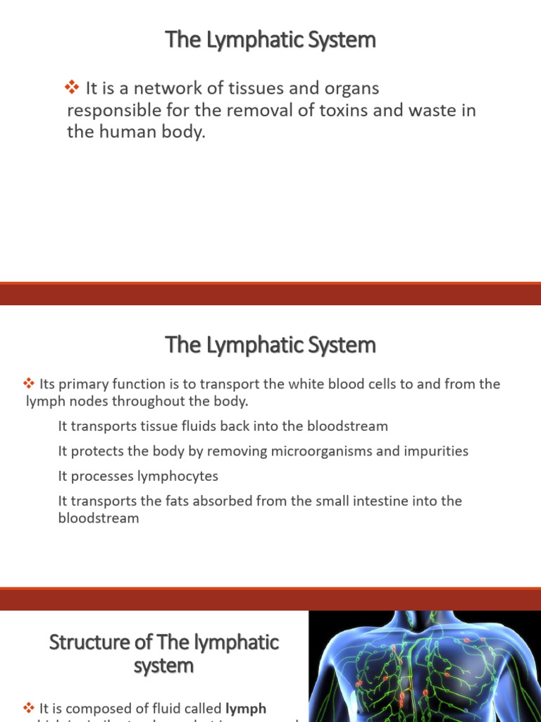 Lymphatic System | PDF | Lymphatic System | Coagulation