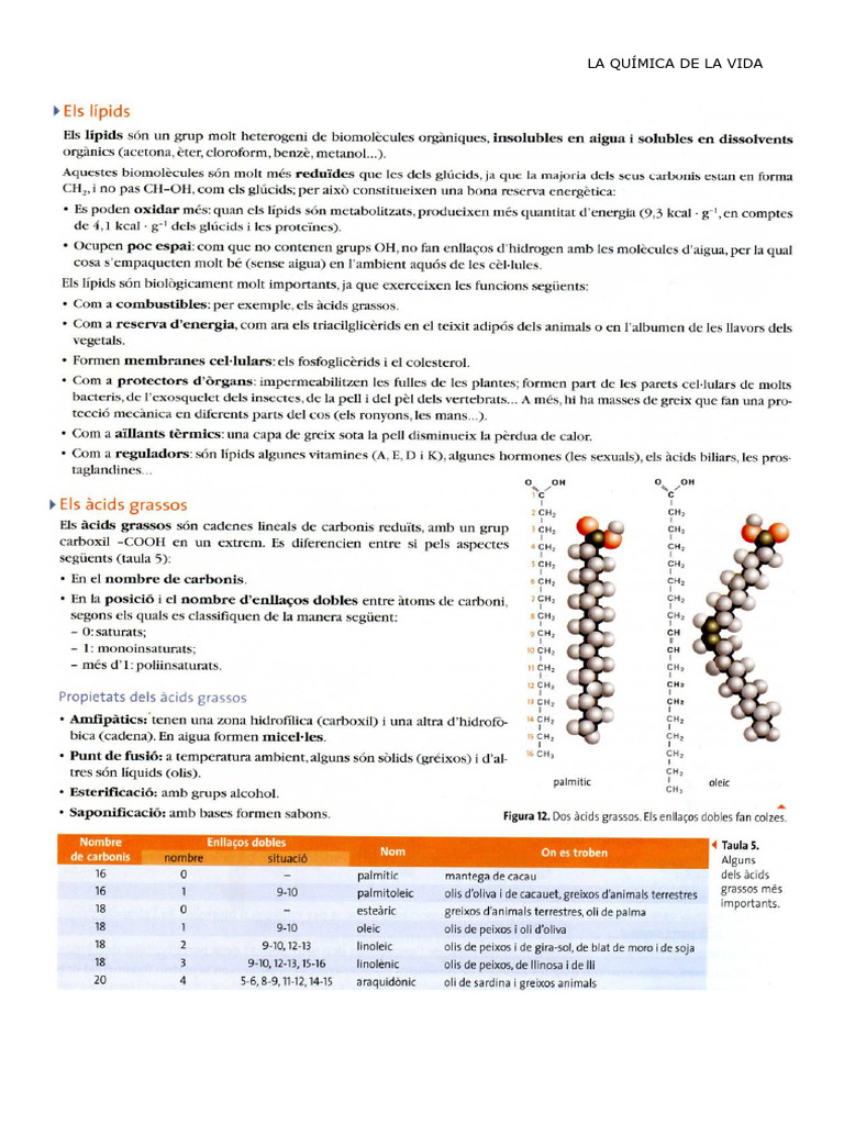 Els Lípids 2 | PDF