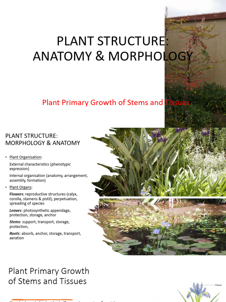 Plant Growth - Primary Plant Body | PDF | Flowers | Plant Stem