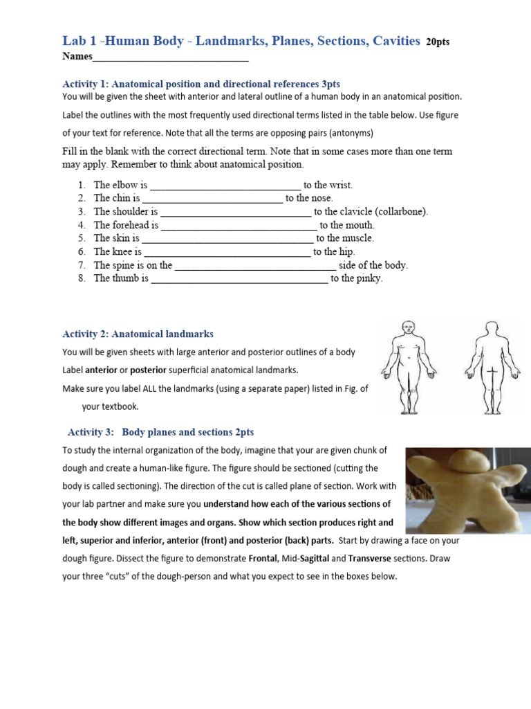 BIOL&241 Lab 1 Anatomical Terminology | PDF | Ct Scan | Anatomical ...