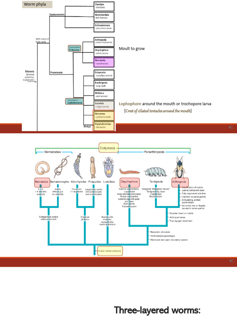 ZOOV111 Lecture - Nematodes Annelids 2023 | PDF | Nematode