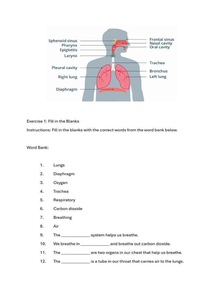 Year 8 Respiratory System Worksheet | PDF