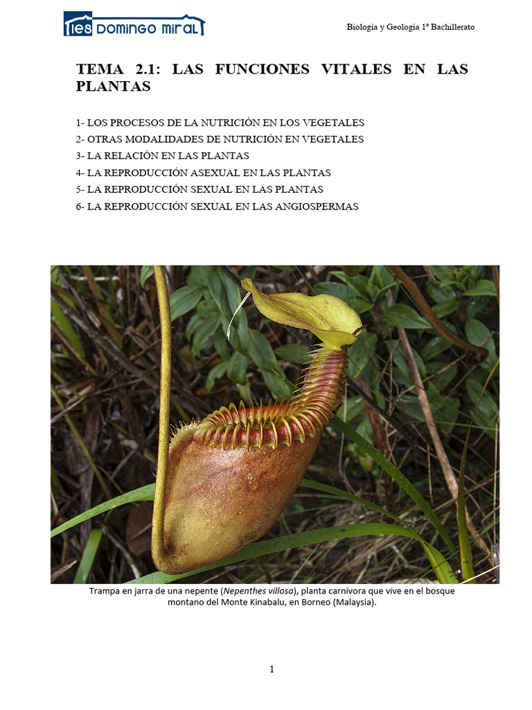 2.1 - Las Funciones Vitales en Las Plantas | PDF | Fotosíntesis | Plantas