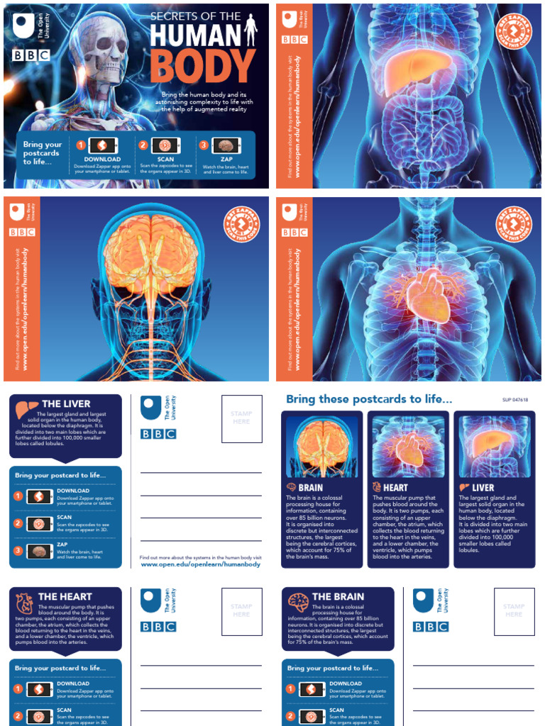 Omu Humanbody Zapperpostcards Screen-1 | PDF | Heart | Human Body