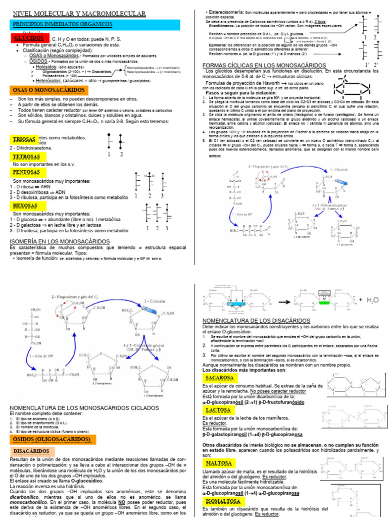 GLUCIDOS ESQUEMA sin contraseña | PDF | Polisacárido | Carbohidratos