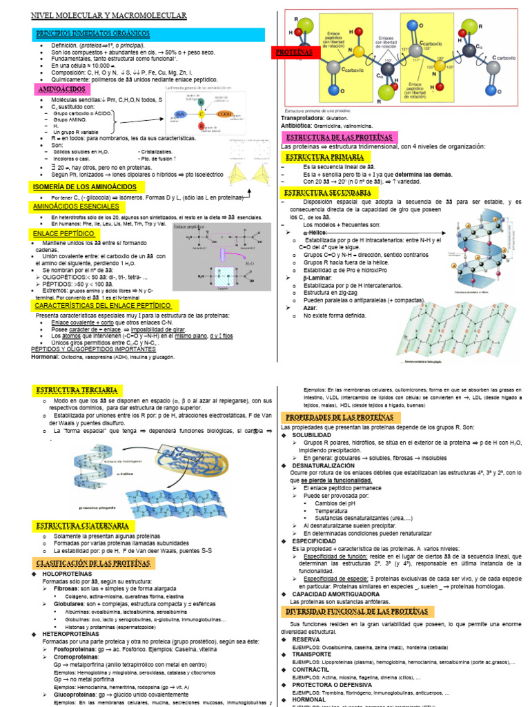 Proteínas Esquema | PDF | Proteínas | Péptido