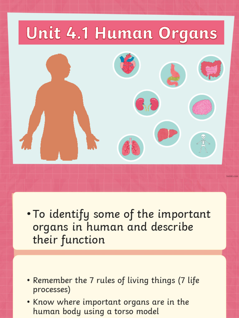 S3 - W21 - U4.1 Human Organs | PDF | Heart | Human Body