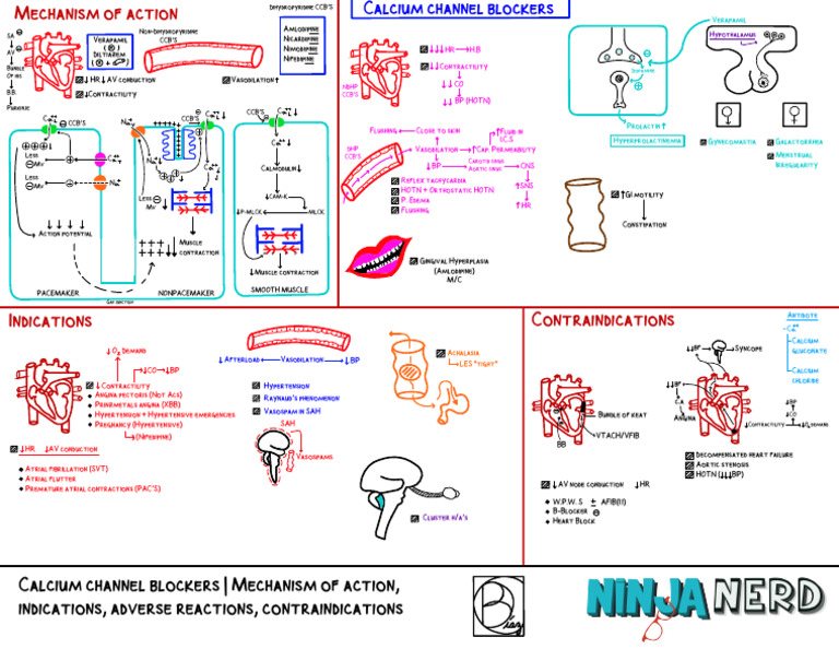 Calcium Channel Blockers | PDF | Heart | Cardiovascular System