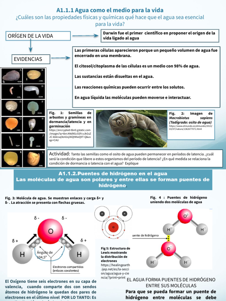 Propiedades del Agua y su Importancia Biológica | PDF | Solución acuosa ...