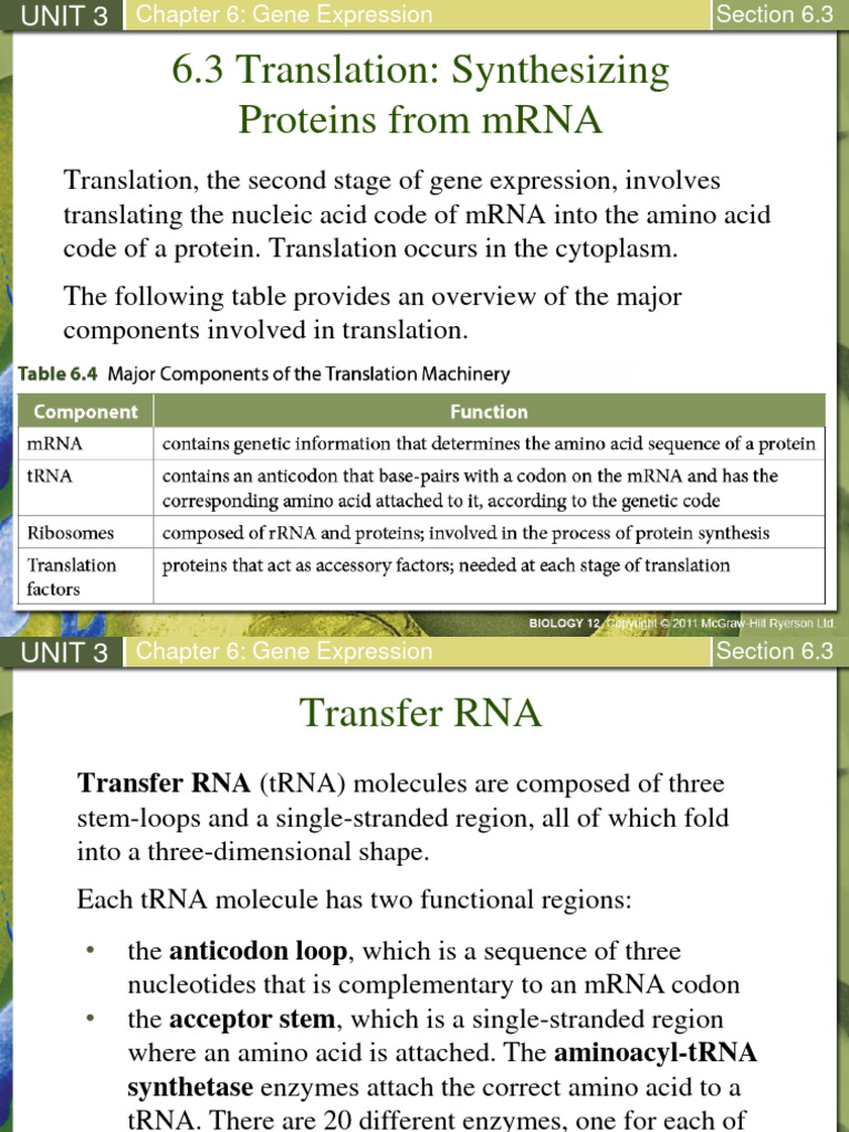Chapter 6.3 Synthesizing Proteins | PDF | Translation (Biology) | Ribosome