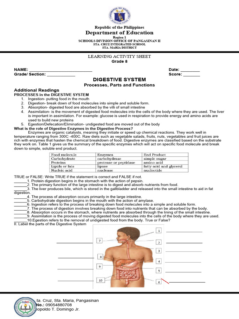 Grade 8 Digestive System Activity Sheet | PDF | Digestion | Human ...