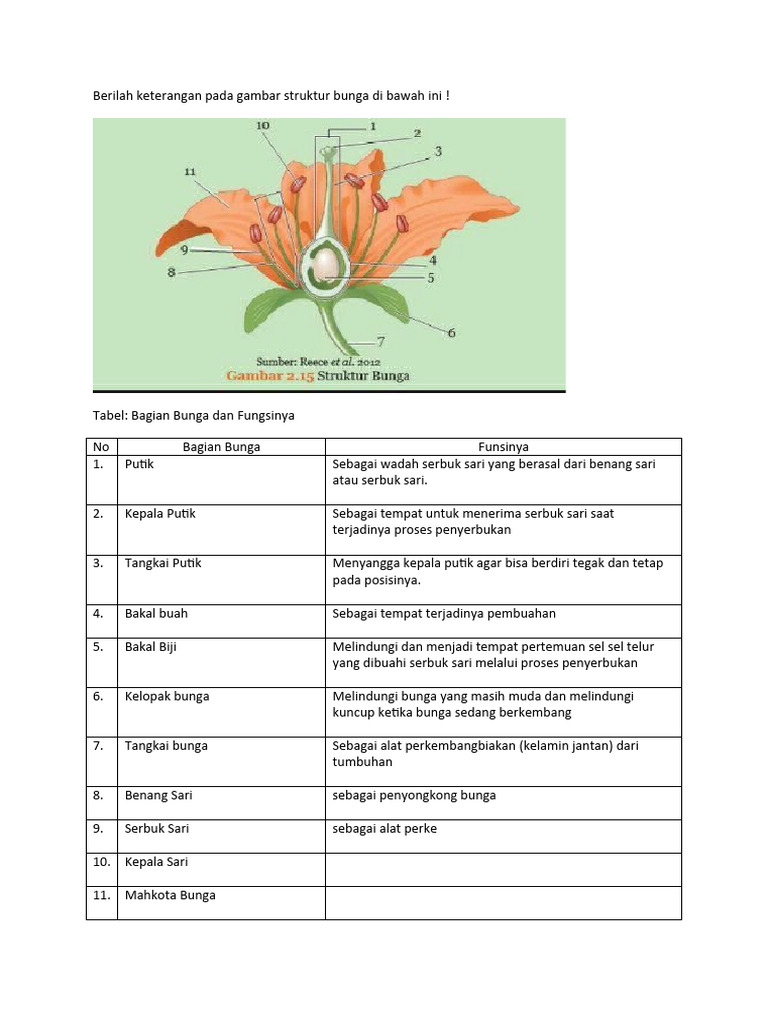 Struktur dan Fungsi Bagian Bunga | PDF | Griya & Taman | Kesehatan Holistik
