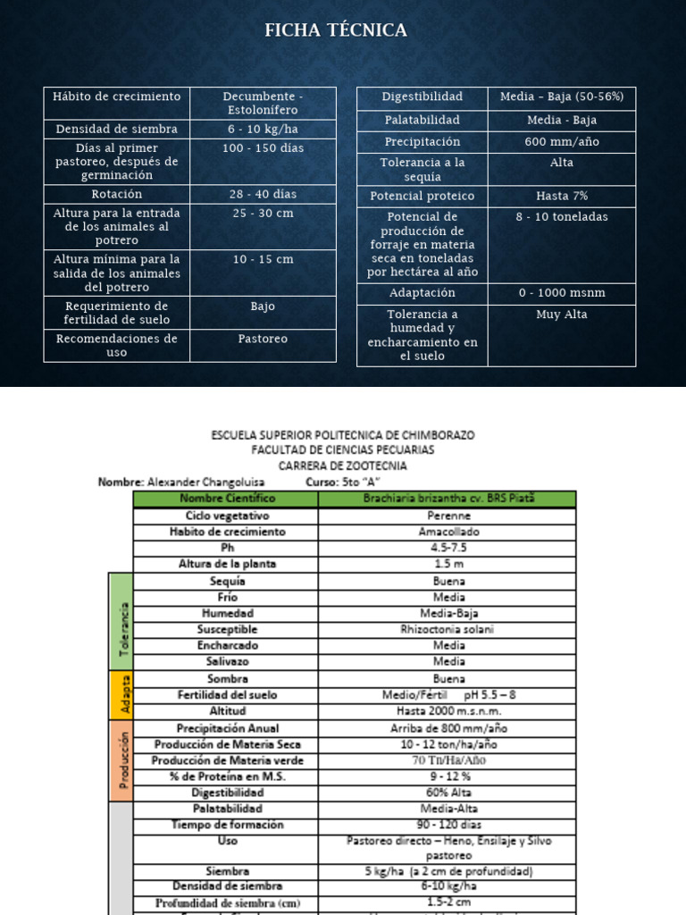 Fichas T Cnicas Quinto 1 | PDF | Pasto | Pasto