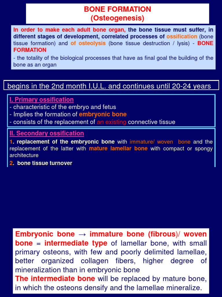 Ossification | PDF | Bone | Osteoblast