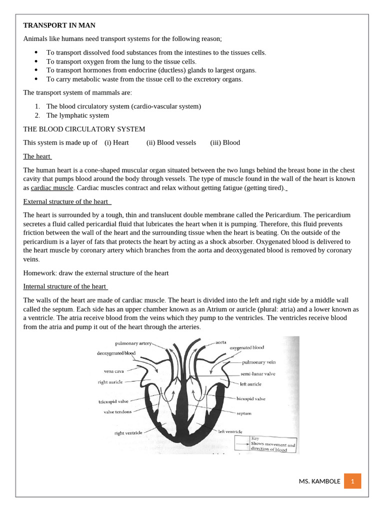 PDF File | PDF | Atrium (Heart) | Heart